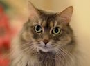 300 Country and Southern Cat Names - PetPress