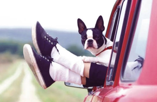 15 Books About The Boston Terriers. Part 2. - PetPress