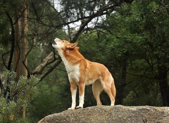 TOP 15 Most Exotic Dog Breeds In The World - Page 3 of 3 - PetPress