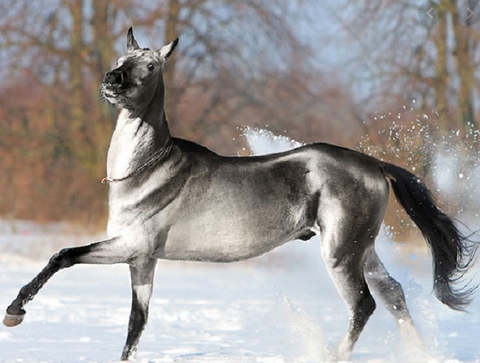 75 Excellent Silver Horse Names - PetPress