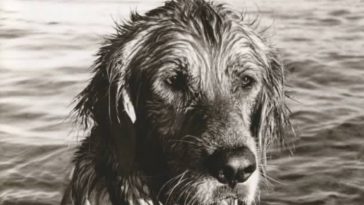 15 Reasons Why You Should Never Own Golden Retrievers | PetPress