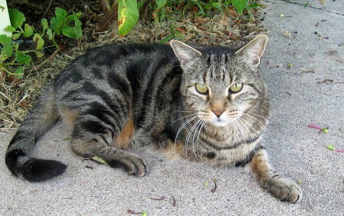 Top 80 Three-Legged Cat Names - PetPress