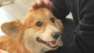 14 Super Cute Corgi Pictures To Make Your Day | PetPress