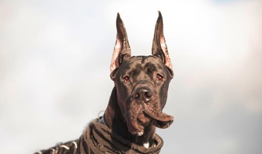 Top 15 Most Powerful Fighting Dogs That Suitable For Guarding