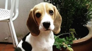 14 Funny Beagle Facts To Make You Smile | PetPress