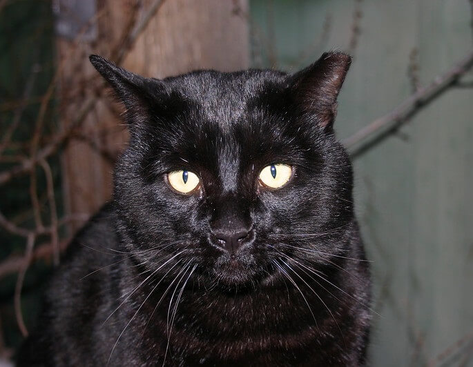 178 Cool Villain Cat Names | PetPress