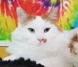 Best 312 Hippie Cat Names | PetPress