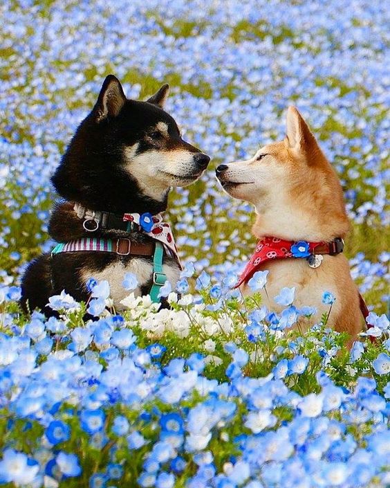 15 Photos Confirming That Shiba Inu Love Flowers - PetPress