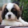 Top 15 Dog Breeds With The Most Beautiful Puppies - PetPress