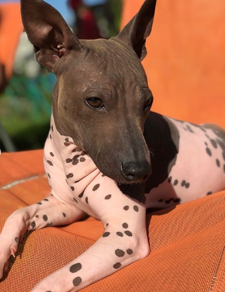 Top 15 Endangered Dog Breeds - Page 2 of 3 - PetPress