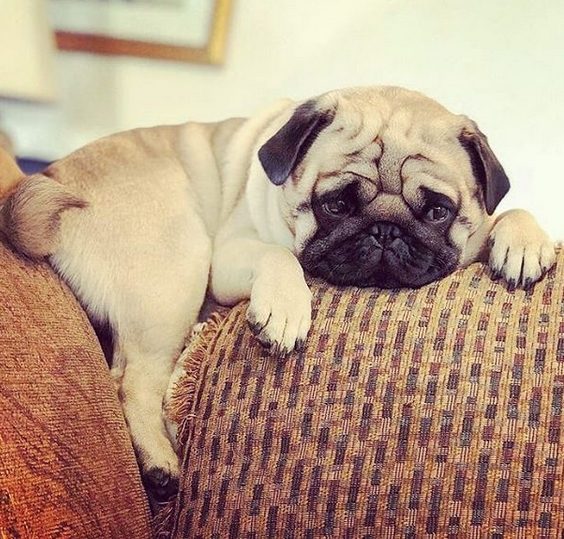 The 66 Cutest Male Dog Names | PetPress