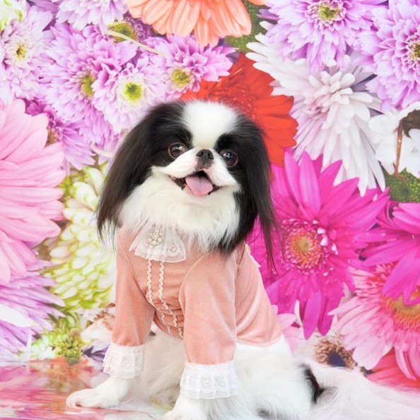 Top 10 Tiniest Dog Breeds in the World | Page 2 of 2 | PetPress