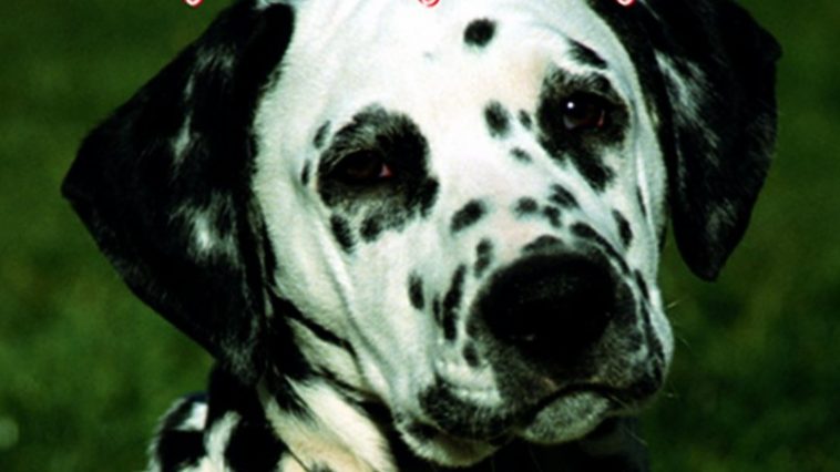 The 14 Funniest Dalmatian Memes of 2019 - Page 3 of 3 - PetPress