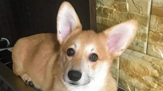15 Things Only Corgi Owners Will Understand Petpress