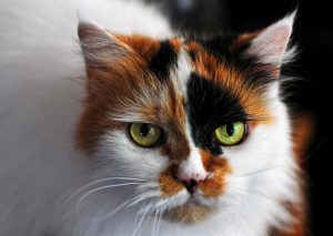Best 200+ Hyper Cat Names - Names for Energetic Cats | PetPress