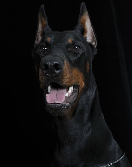 Top 15 Best Dog Breeds For Men | Page 3 of 3 | PetPress