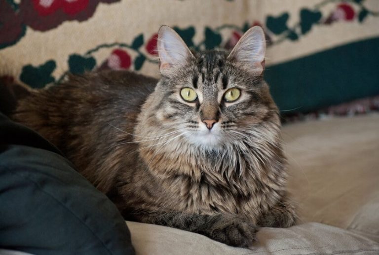 320 Regal Cat Names for Your Kitten - PetPress