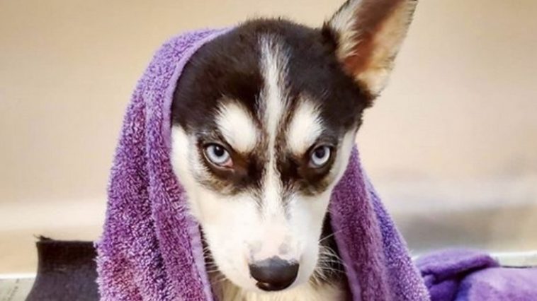 Siberian Husky Mixes: 20 Different Husky Crossbreeds (With Pictures ...
