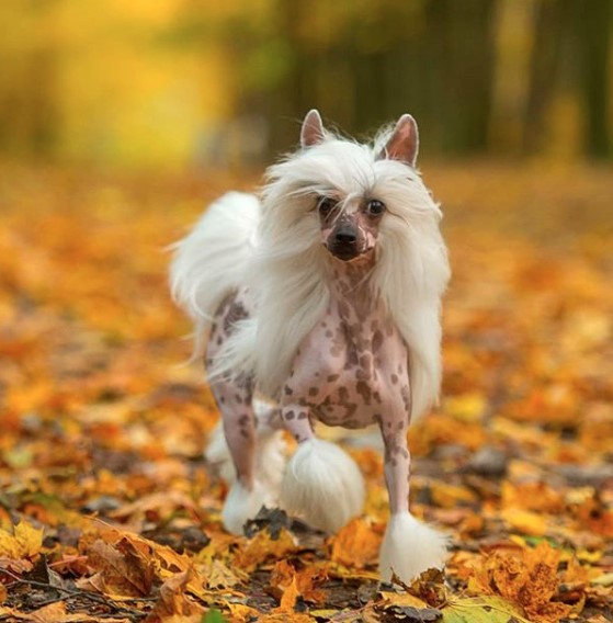 TOP 15 Best Dog Breeds For Women | PetPress