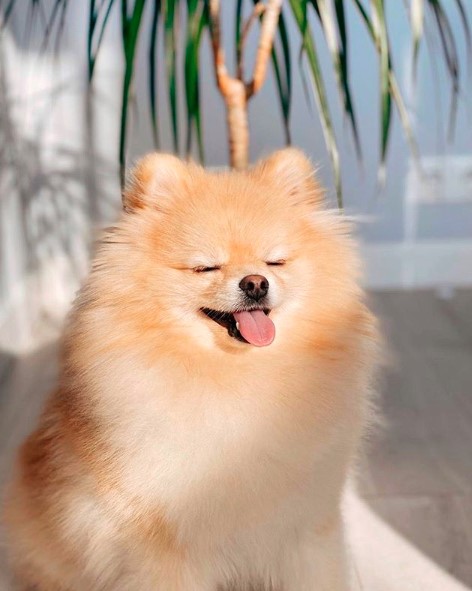 TOP 15 Best Dog Breeds For Women | PetPress