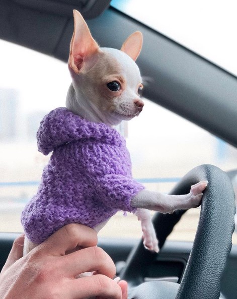 TOP 15 Best Dog Breeds For Women | PetPress