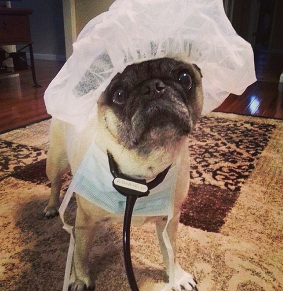 15 Funny Pugs Who Are Into Isolation with Their Humans | Page 2 of 3 ...