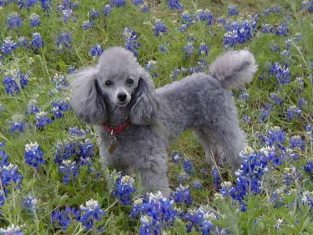 15 Photos Confirming That Poodles Love Flowers - Page 2 of 3 - PetPress