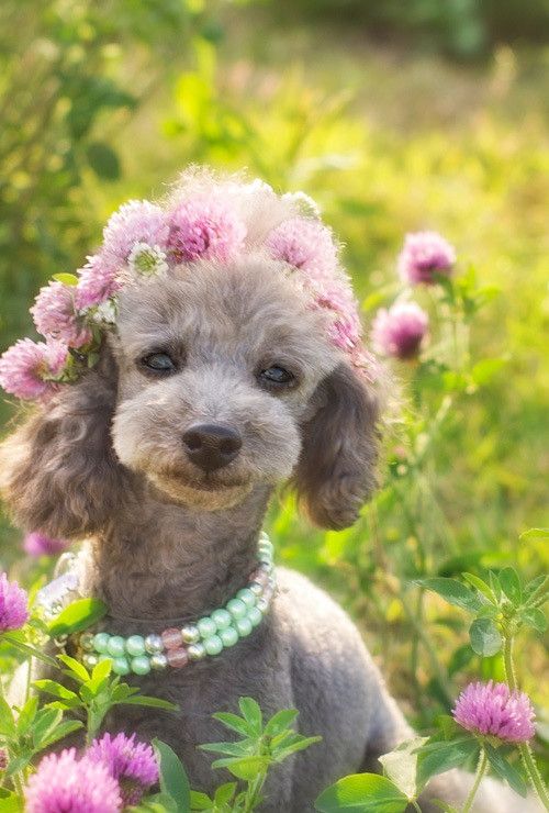15 Photos Confirming That Poodles Love Flowers | Page 2 of 3 | PetPress