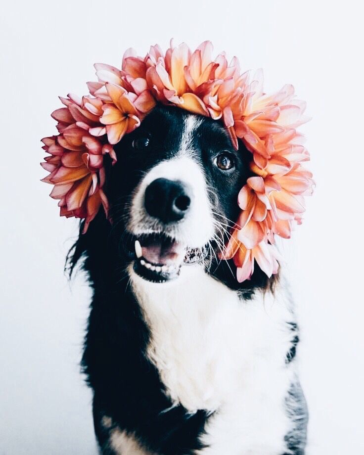 15 Photos Confirming That Border Collies Love Flowers | PetPress