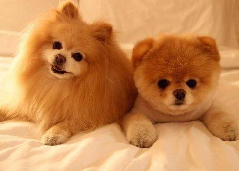 50 Dwarf Dog Names For Female Dogs - PetPress