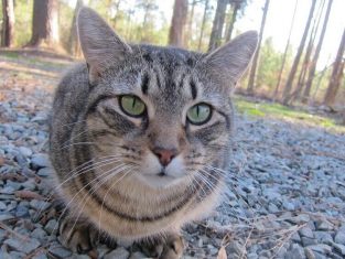 Female Cat Names: 500 of the Top Girl Cat Names for 2020 - PetPress