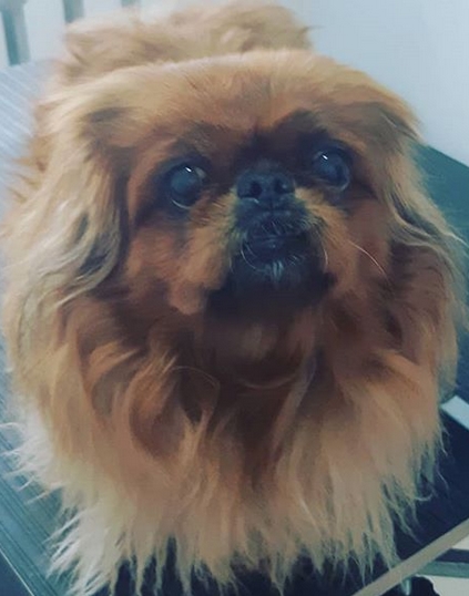 175 Popular Dog Names That Start with "N" | PetPress