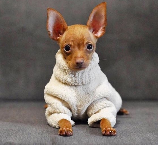 Dog Names That Start With Z - Popular Male & Female Dog Names With Z