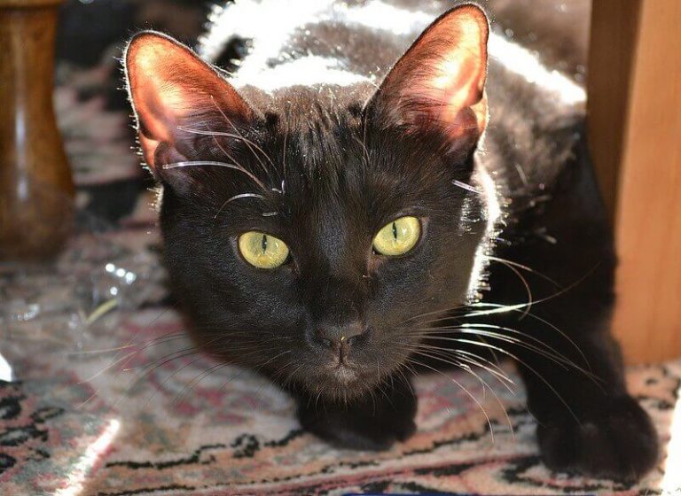 500 Halloween Themed Cat Names From Spooky To Mysterious 500-halloween-themed-cat-names-from-spooky-to-mysterious