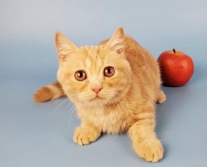 Top 9 New Cat Breeds That Become Popular | PetPress