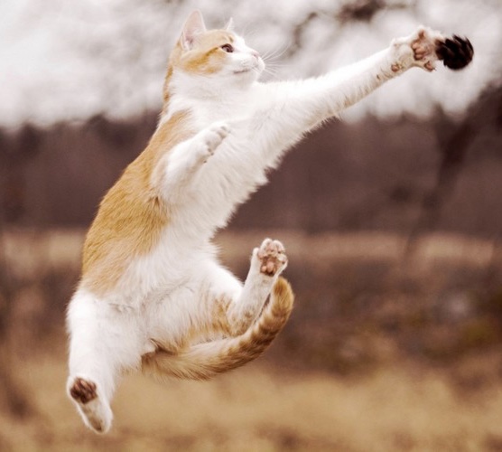 15 Ways To Use Cats On The Household - PetPress