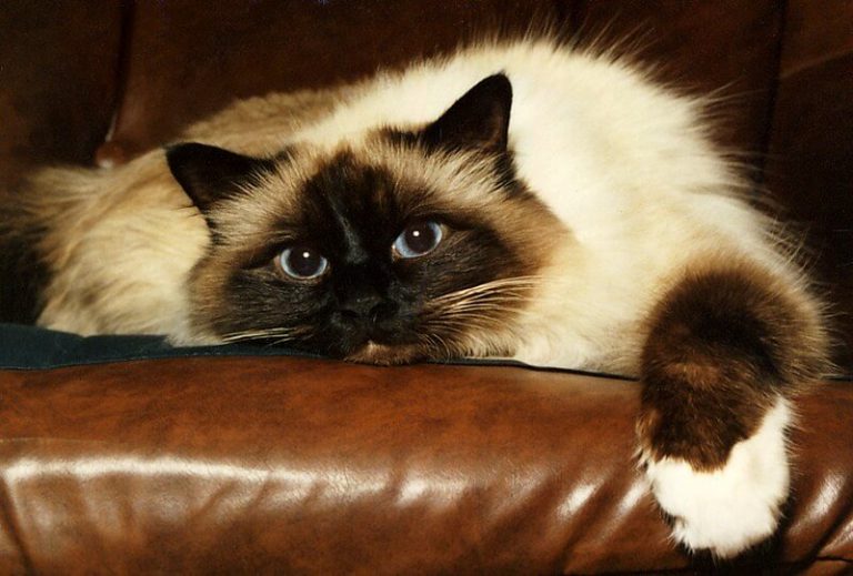 Best 500 French Cat Names for Male and Female Kittens