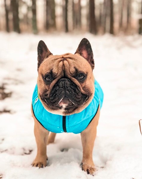 Top 15 Most Powerful Fighting Dogs That Suitable For Guarding