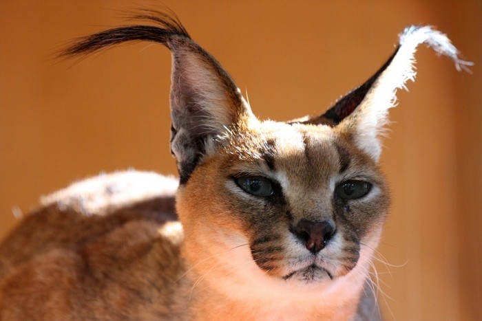 15 Interesting Facts About Caracals | Page 3 of 3 | PetPress