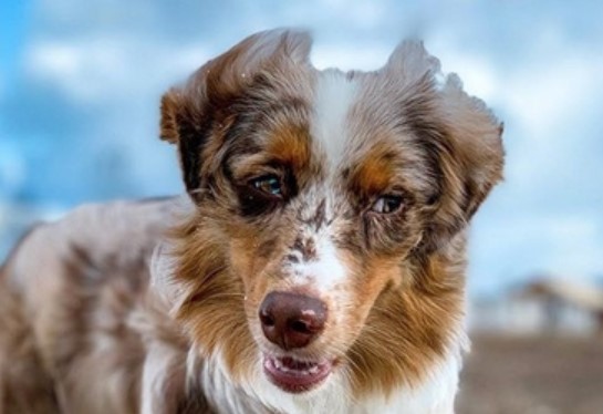 101 Perfect Male Dog Names for Australian Shepherds - PetPress