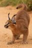 15 Interesting Facts About Caracals | PetPress