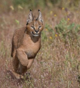 15 Interesting Facts About Caracals - PetPress