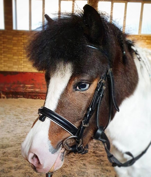 14 Interesting Facts About Ponies - PetPress