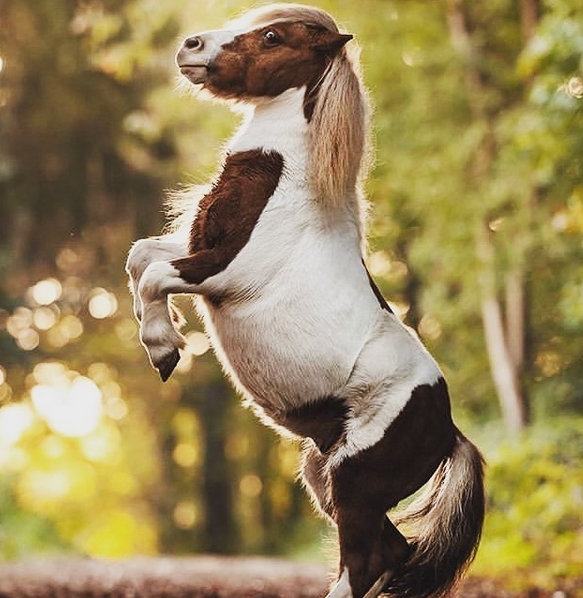 14 Interesting Facts About Ponies - PetPress