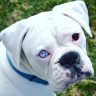 10 Gorgeous Dog Breeds With Heterochromia | PetPress