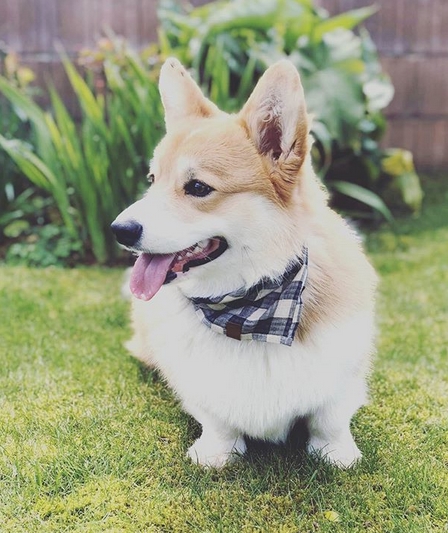 40+ Funny Dog Names for Silly Corgis - PetPress