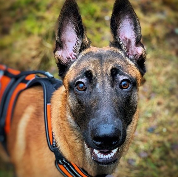 Top 10 Search & Rescue Dogs That You Should Know