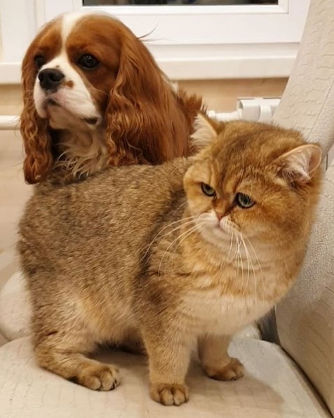 Top 10 Dog Breeds That Love And Get Along Well With Cats - PetPress