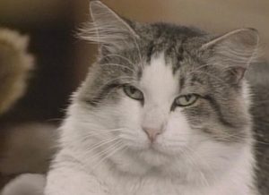 250+ Cat Names from Famous Movies, TV Shows, & Books