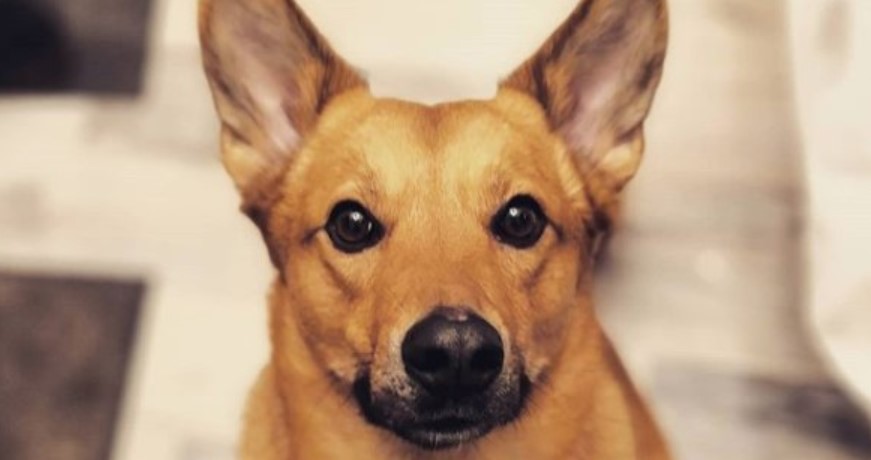 TOP 15: Dog Records In The Guinness Book Of Records - PetPress